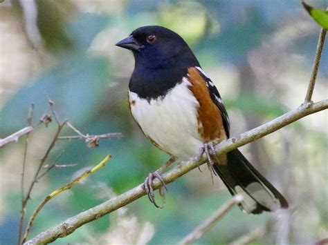 Spotted Towhee Ebird