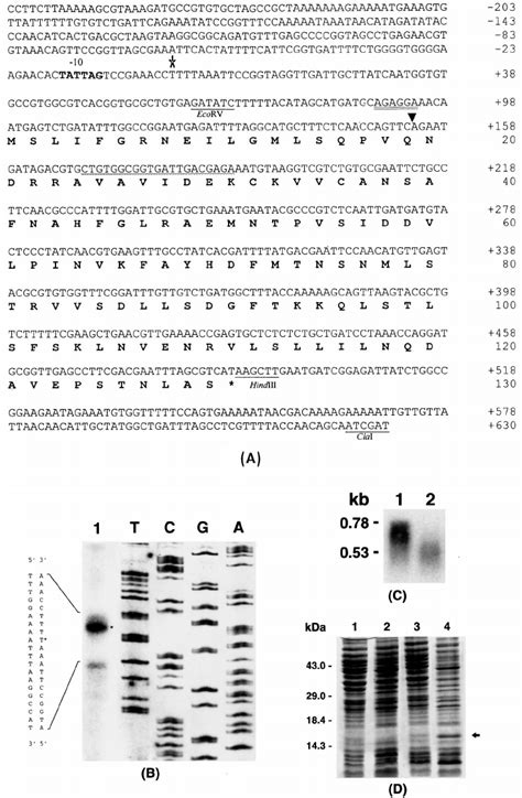 A Nucleotide And Deduced Amino Acid Sequences Of E Carotovora Subsp Download Scientific