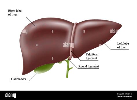 Liver Anatomy Model