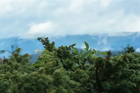 Vegetation And Climate How Plants Shape Weather And The Environment