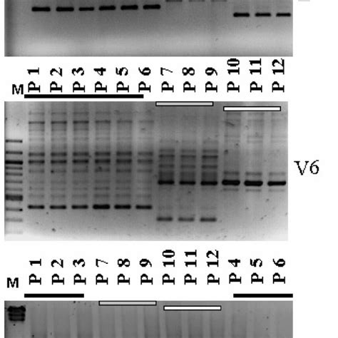 Pdf Morphological And Molecular Identification Of Some Closely