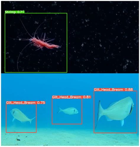 An Improved Deep Learning Model For Underwater Species Recognition In