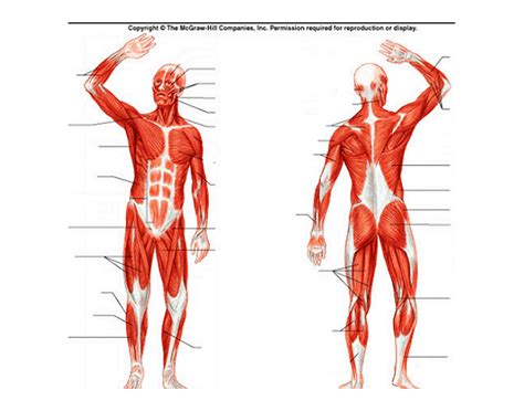 Muscular System Diagram Worksheet Worksheets Library