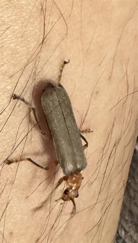 Can You Identify This Bug R Insects