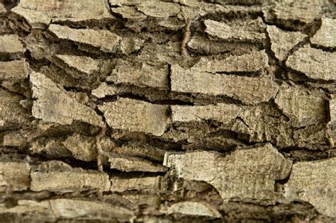 Premium Photo Tree Bark Texture Background