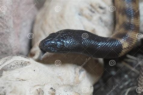 Black Headed Python In The Sun Stock Image Image Of Reptilia Reptile
