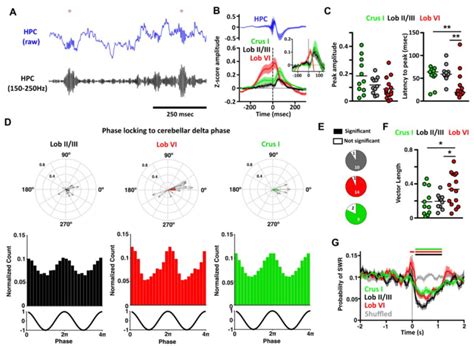 Hippocampal Sharp Waves Ripples Swr Trigger Evoked Activity In The