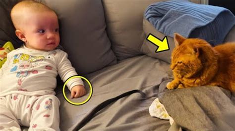 고양이는 밤에 아기의 요람으로 올라갔다 큰 충격에 빠뜨린 부모는 Cctv를 보고 충격받았다 Youtube