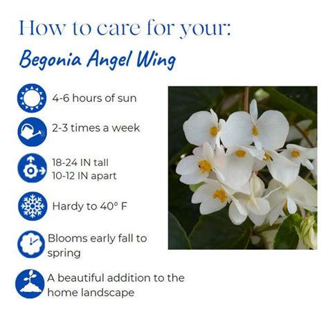 Begonia Angelwing Begonia Angelwing Odorata Alba White From American Farms