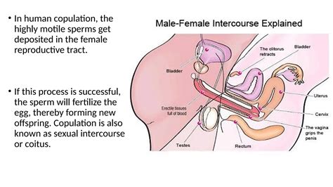 Copulation Conception Cambridge IGCSE Biology PPTX Infertility Reproductive Health