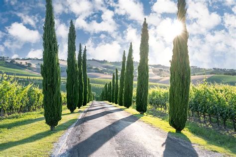 Types Of Trees The Ultimate Guide With Pictures Plantglossary