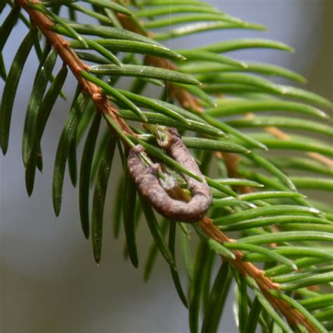Spruce Budworm Biobee Usa