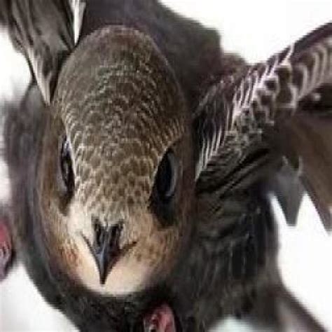 Birdinhome Object Detection Dataset And Pre Trained Model By Bird