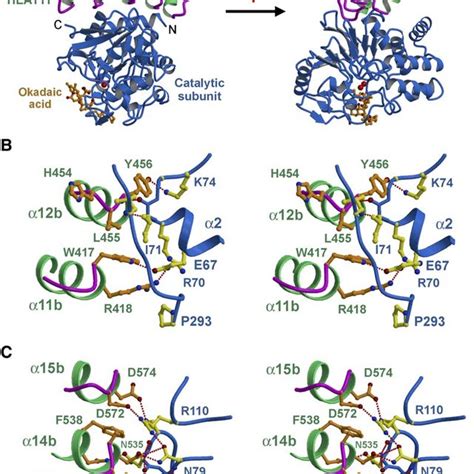 Specific Interactions Between The Scaffolding Subunit And The Catalytic Download Scientific