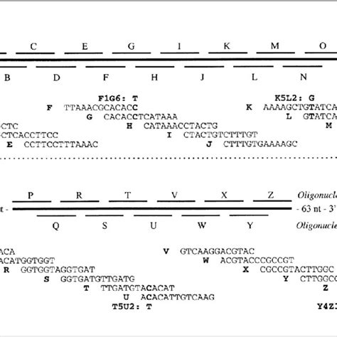 Sequences And Positional Design Of Probe Oligonucleotides Overlapping