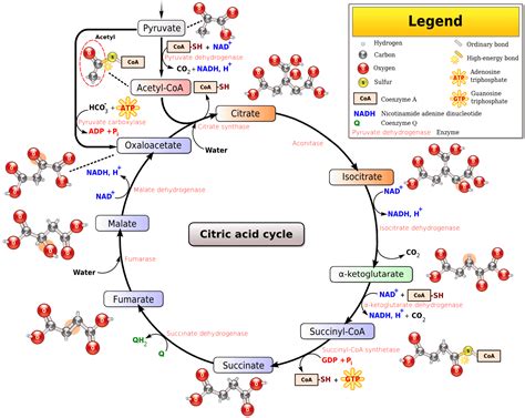 Cellular Respiration And Electron Transport Chain
