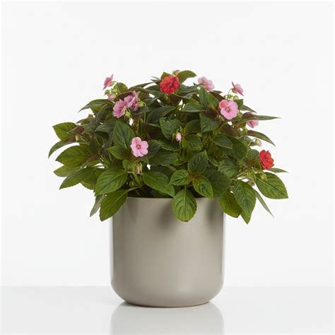 Patience Plant Care Impatiens Walleriana Junglistan