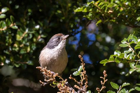 Imagens De Pipipi Explore Fotografias Do Stock Vetores E Vídeos De