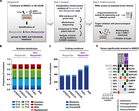 Whole Exome Sequencing Identifies Mtor And Keap1 As Potential Targets