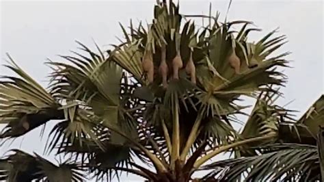 Babui Pakhir Basha 2017 Youtube