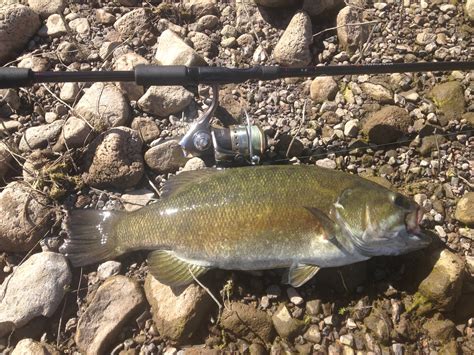 Essential Bass Fishing Tackle Kraken Bass