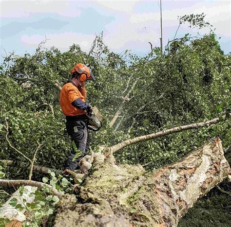 Professional Tree Services North Gold Coast