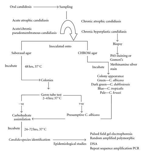 Schematic Representation Of Isolation And Identification Of Candida Download Scientific Diagram