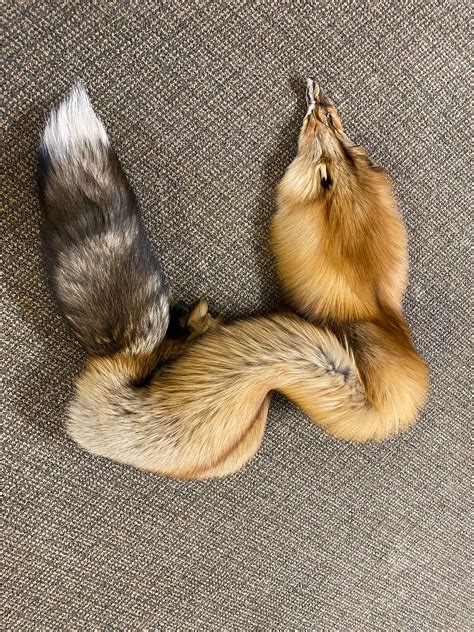 Monster Ranch Red Fox Hide Tanned Fur Pelt 1 Select Grade Huge 71 Xxl