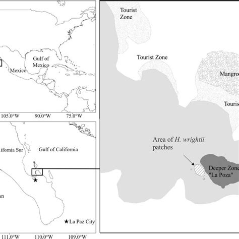 Spatial Distribution Of Patches Of Halodule Wrightii In The Marine