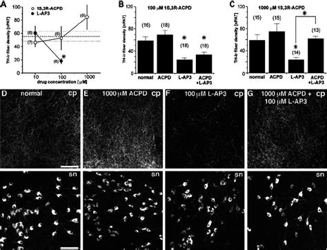 A Doseresponse Relationship Of The Mglur Antagonist L Ap 3 And The Download Scientific