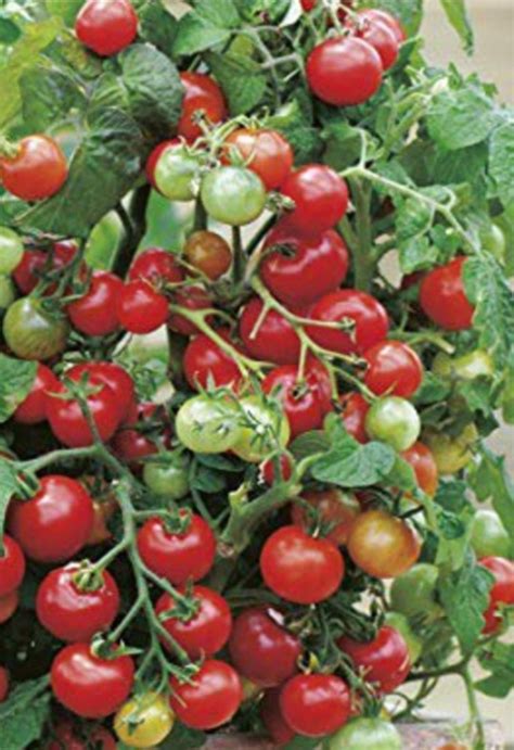 Tiny Tim Dwarf Tomato Seeds Large 30 Pack Etsy Canada