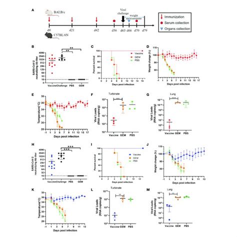 Mouse Adapted Strains Severe Acute Respiratory Syndrome 2