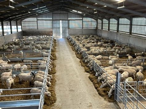 Bespoke Sheep Feeding Systems Lm Bateman