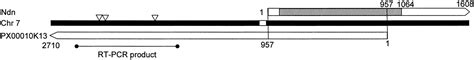 discovery of imprinted transcripts in the mouse transcriptome using