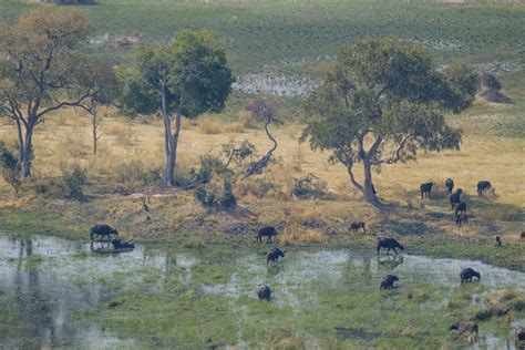 399 Best Botswana Images On Pholder Animal Porn Wildlifephotography