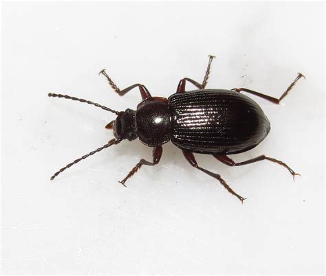 Bug Eric Id Tip Ground Beetle Or Darkling Beetle