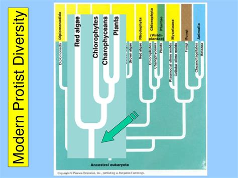 PPT Modern Protist Diversity PowerPoint Presentation Free Download ID