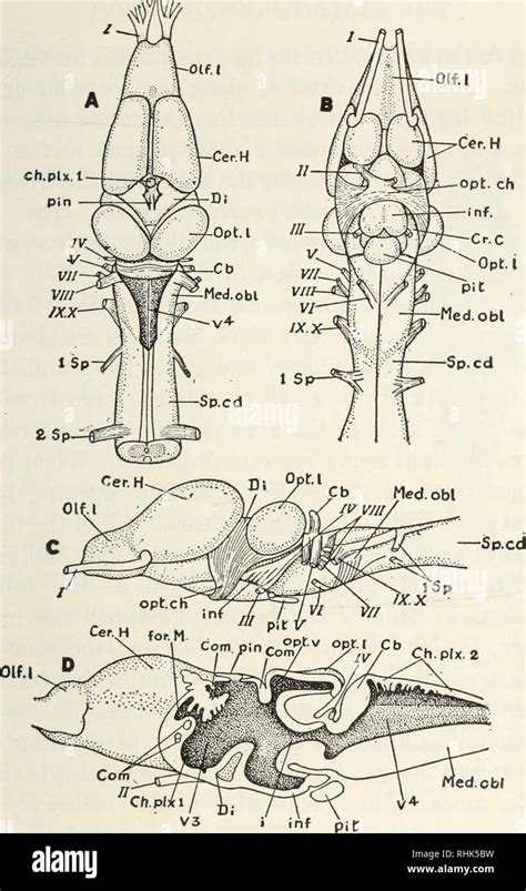 41 Frog Brain