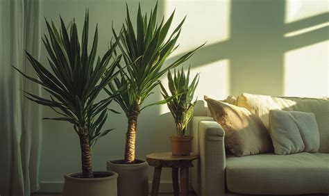 Yucca Palme Was Kostet Sie Preise And Größen