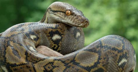 Spotted Python Animal Facts Antaresia Maculosa A Z Animals