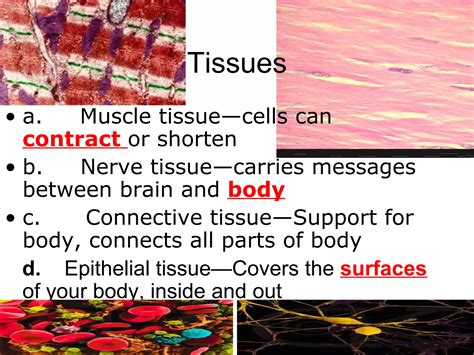 Life Science Part2 Looking Inside Cells Ppt
