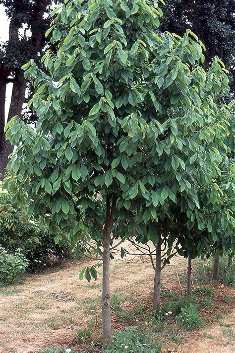 Pawpaw Tree Asimina Triloba A J S Evergreen Nursery