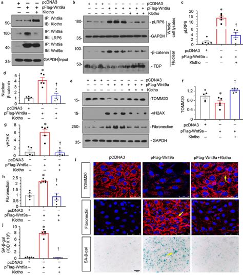 Klotho Serves As An Endogenous Wnt Antagonist To Block Premature Aging