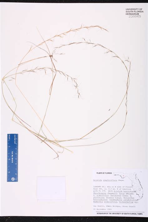 Specimen Details Plant Atlas