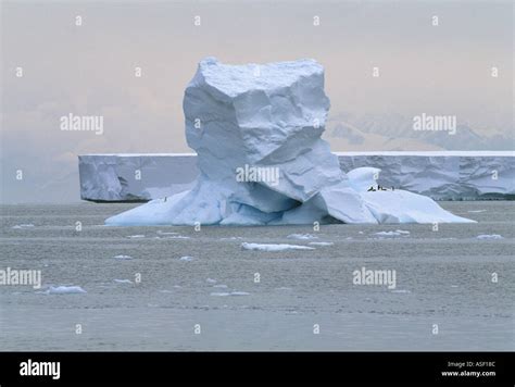 Iceberg With Adelie Penguins Large Tabular Flat Iceberg Behind Mcmurdo
