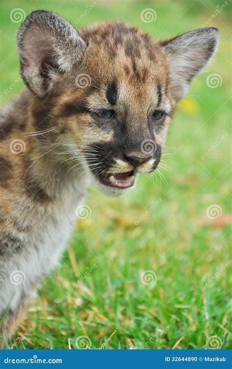 Baby Puma Stock Photo Image Of Feline Painter Looking