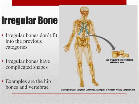 Ppt Skeletal System Powerpoint Presentation Free Download Id 2133712