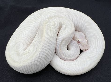 Red Eyed Leucistic Ball Python