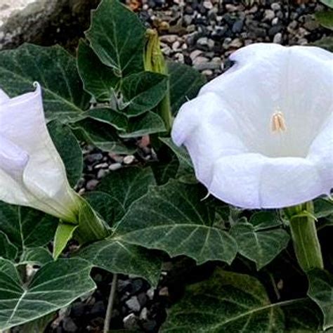 Moon Flower Seeds Etsy