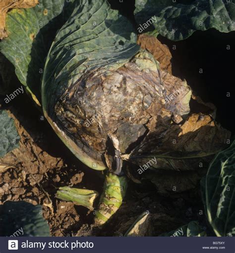 Sclerotinia Stem Rot Pestoscope